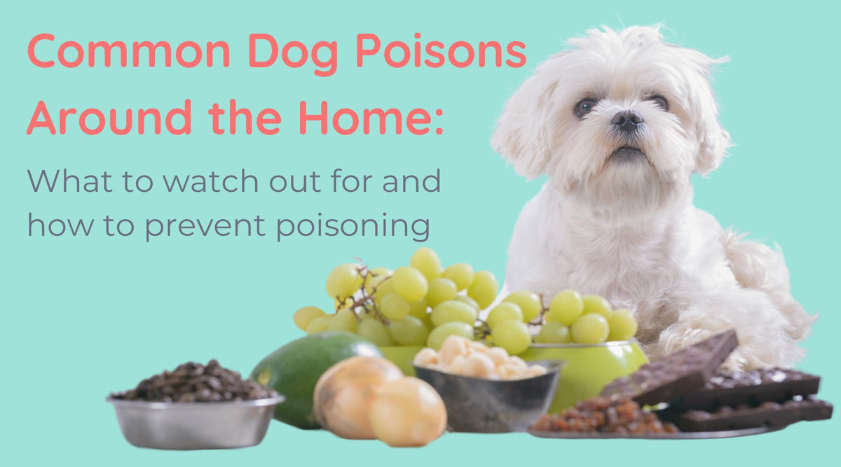 Common Dog Poisons Around the Home: What to Watch Out For and How to P ...