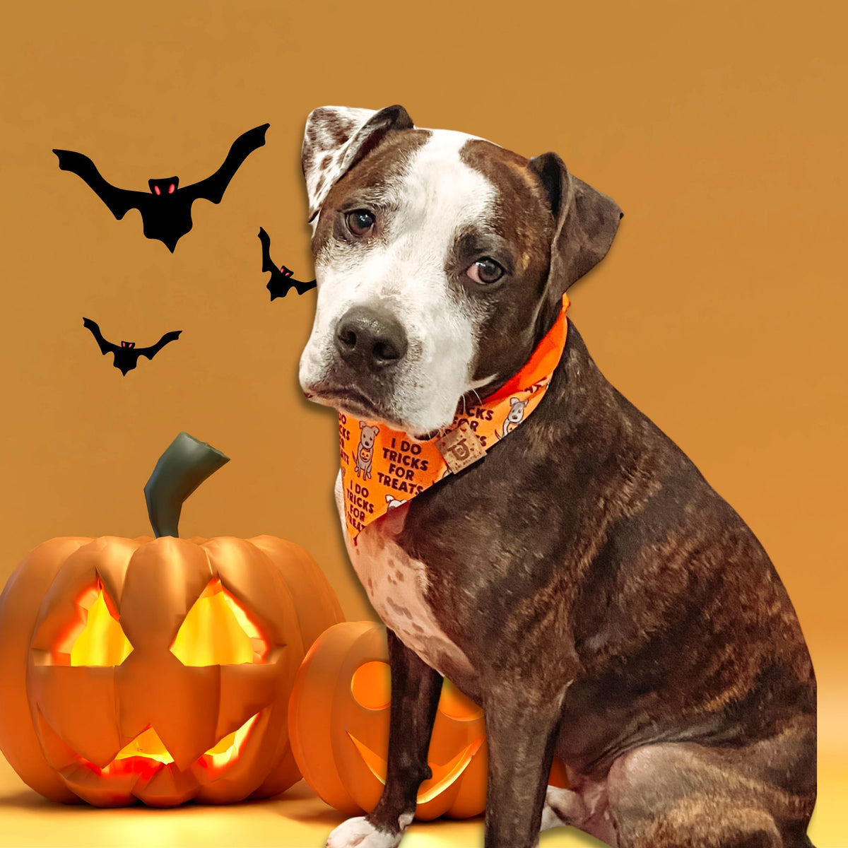 Halloween – Urban Tails Pet Boutique